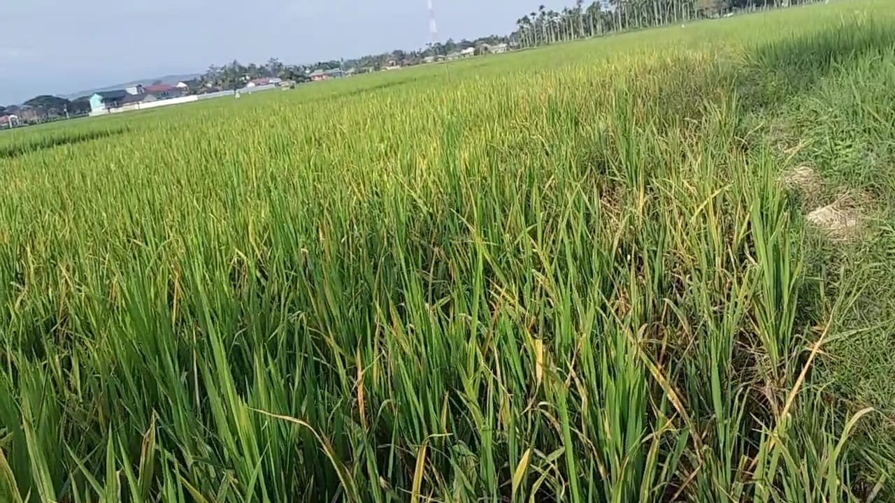 Tanaman Padi di Pidie Jaya Diserang Hama Ulat