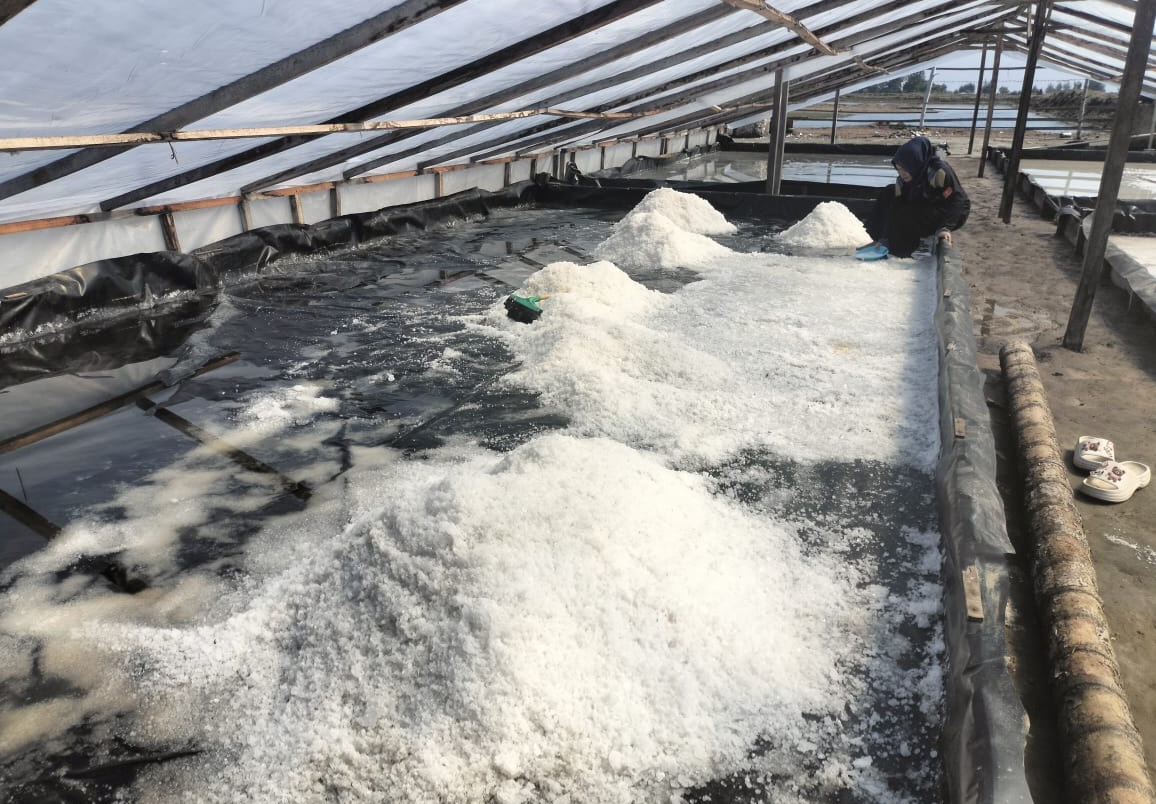 Produksi Garam Pidie Terus Meningkat, Perlu Adanya Perusahaan Pengolahan