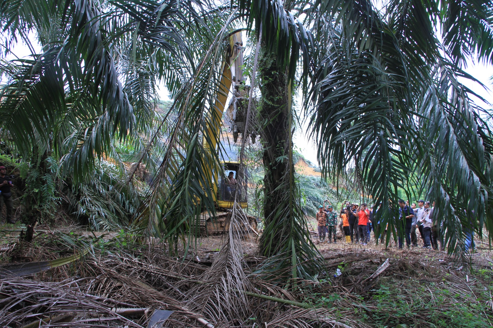 Pemulihan Fungsi Kawasan Hutan TNGL Blok Tenggulun